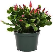 merry christmas cactus | Plants Delivery Palm Beach Florida | Flower ...